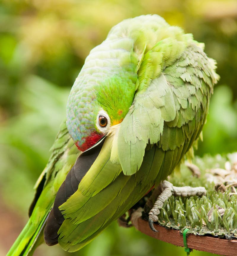 Green parrot stock photo. Image of green, portrait, parrot - 43102440