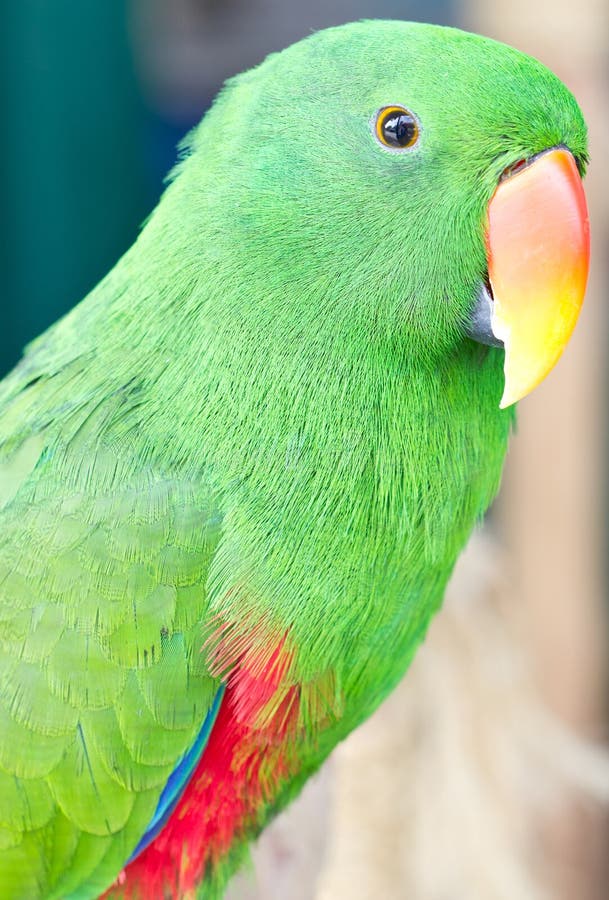 Green Parrot. stock photo. Image of pretty, bird, single - 48488358