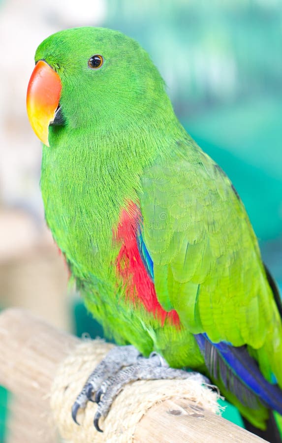 Green Parrot. stock image. Image of bright, life, beautiful - 48488477