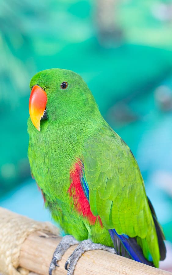 Green Parrot. stock image. Image of single, color, feather - 48488663