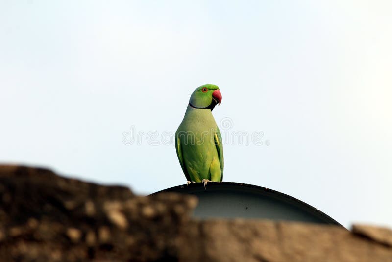 Green parrot sit stock photo. Image of wild, wildlife - 215902528