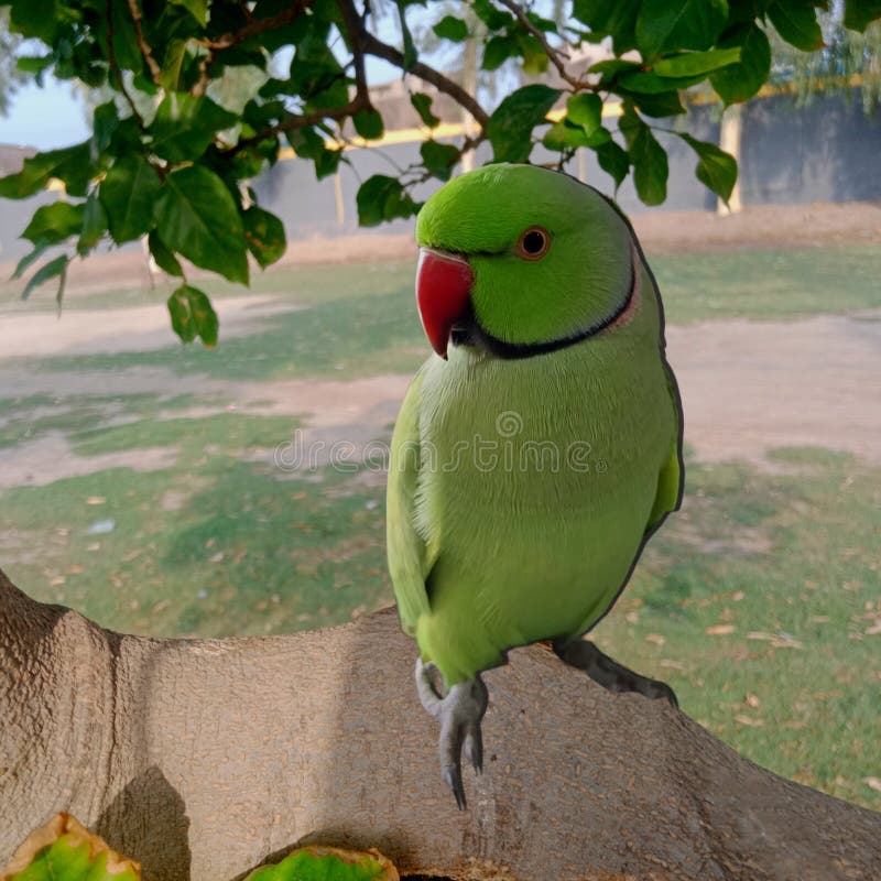 Green Parrot Sit on a Tree in a Park. Stock Photo - Image of parrot ...
