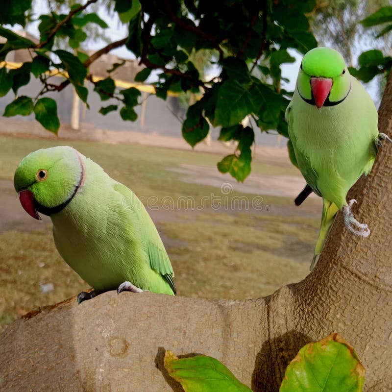 Green Parrot Sit on a Tree in a Park. Stock Image - Image of animal ...