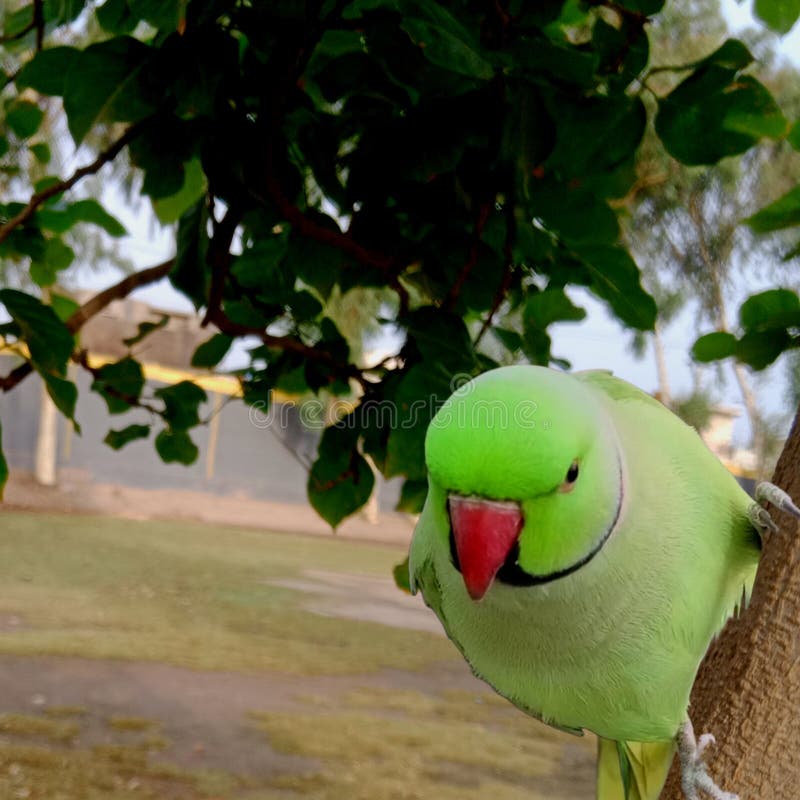 Green Parrot Sit on a Tree in a Park. Stock Image - Image of leaf, bird ...