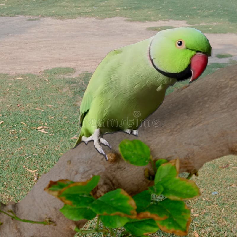 Green Parrot Sit on a Tree in a Park. Stock Image - Image of budgie ...