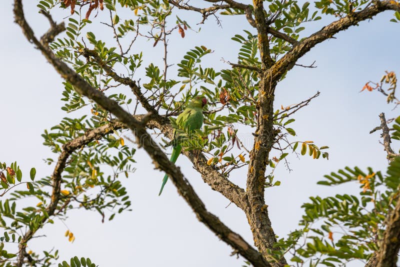 Green Parrot Sitting on the Branch Stock Image - Image of parrot ...
