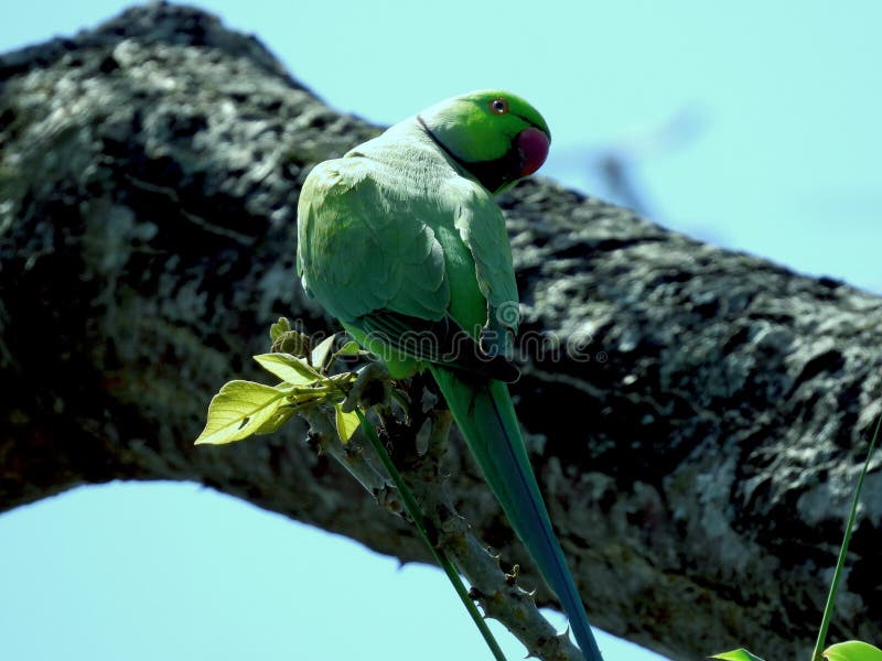 A green parrot looking me stock image. Image of looking - 275582373