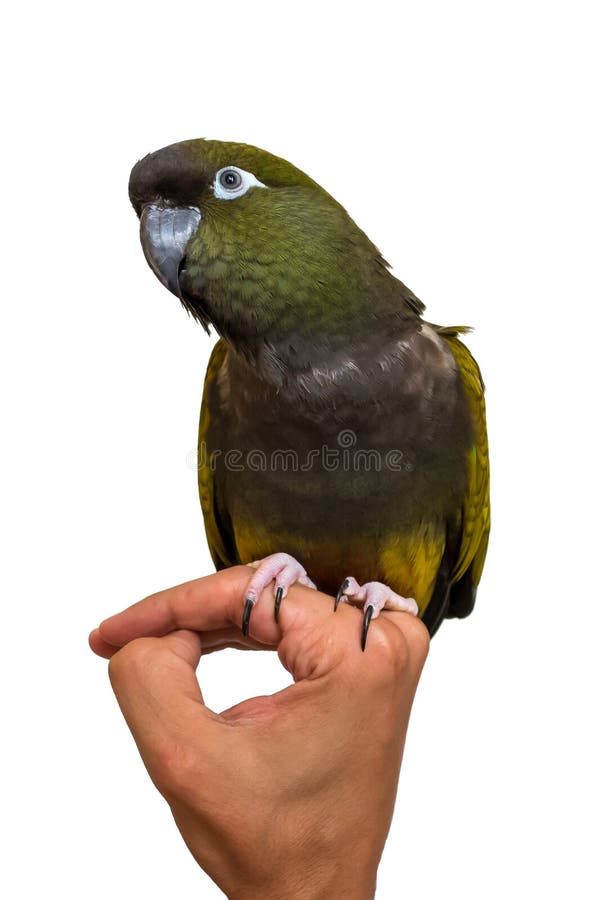 Green Parrot Sitting on Man S Hand Stock Photo - Image of hand, parrot ...