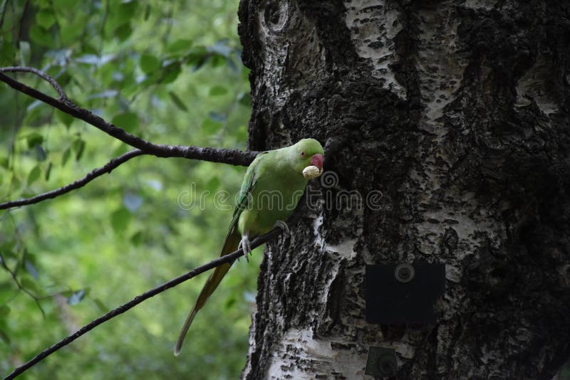 Green Parrot Sitting on a Perch in a Tree Stock Photo - Image of animal ...