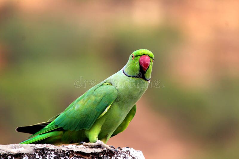 A Green Parrot Sitting on a Stone with Red Beek Stock Photo - Image of ...