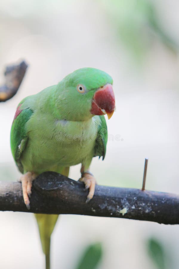 A Green Parrot Sitting on Tree Branch Stock Image - Image of green ...