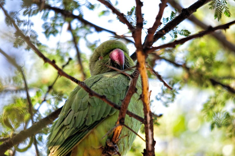 Green Parrot Sleeping stock photo. Image of bird, sleeps - 40851740