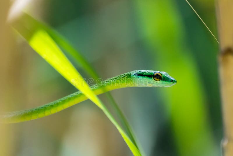 Green Parrot snake stock photo. Image of black, fort - 72544554