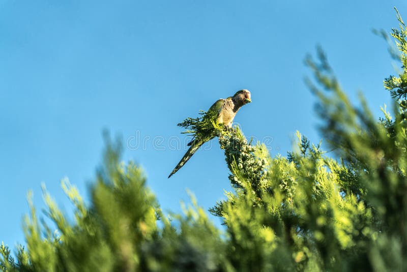 Parrot, Standing on a Tree Branch Stock Image - Image of bird, forest ...