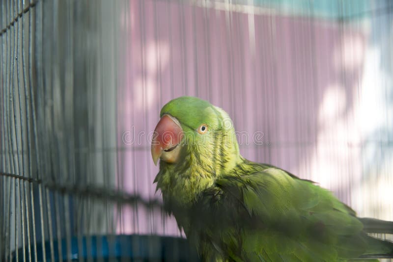 A Green Parrot Trapped in a Steel Cage and Staring at the Camera Stock ...