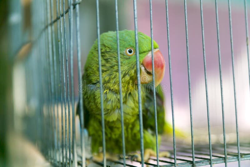 A Green Parrot Trapped in a Steel Cage and Staring at the Camera Stock ...