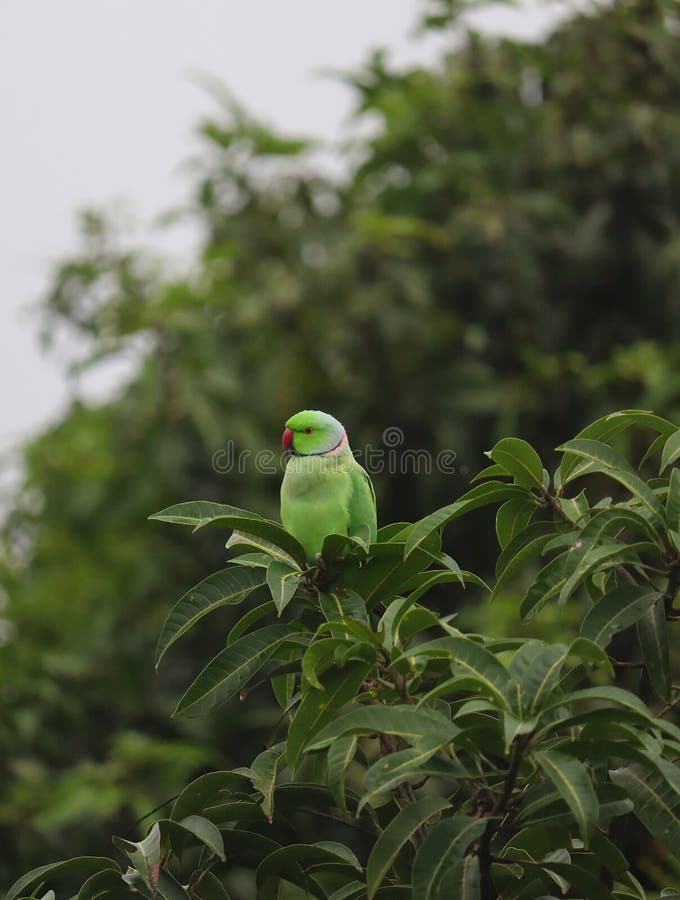 Green Parrot on the Green Tree. Beautiful Camouflage Stock Photo ...