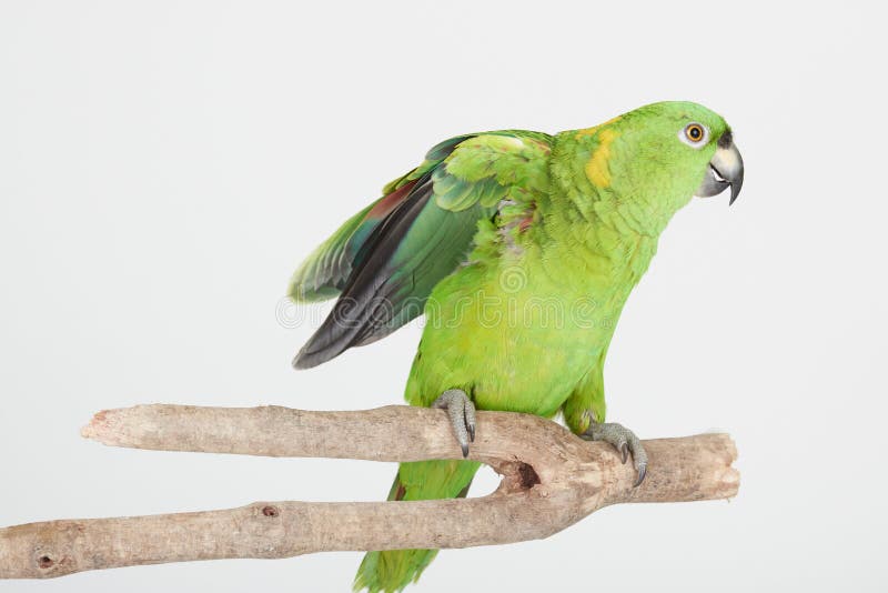 Green Parrot on Tree Branch Stock Image - Image of domestic, portrait ...