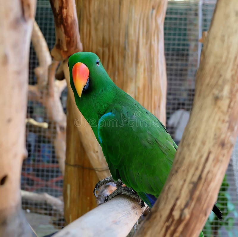 Green Parrot on Tree Branch Stock Photo - Image of parrot, wood: 53808938