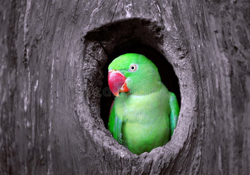 Green parrot. stock image. Image of beautiful, tree - 272505871