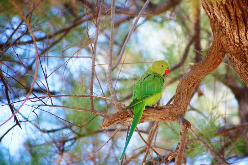 Green Parrot on the Tree in Israel Stock Photo - Image of parakeet ...