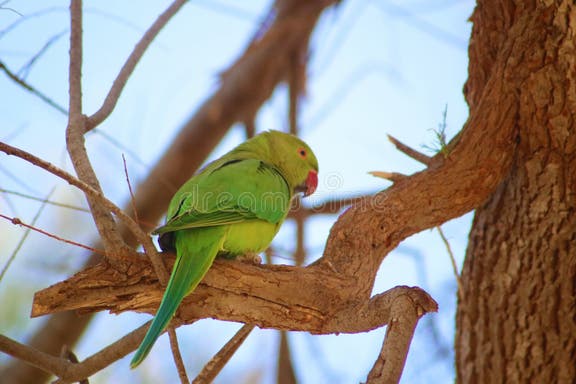 Green Parrot on the Tree in Israel Stock Photo - Image of eating ...