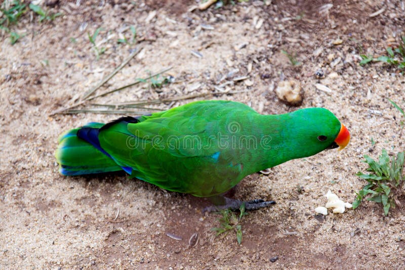 Green Parrot Walking on Floor Stock Photo - Image of beauty, portrait ...