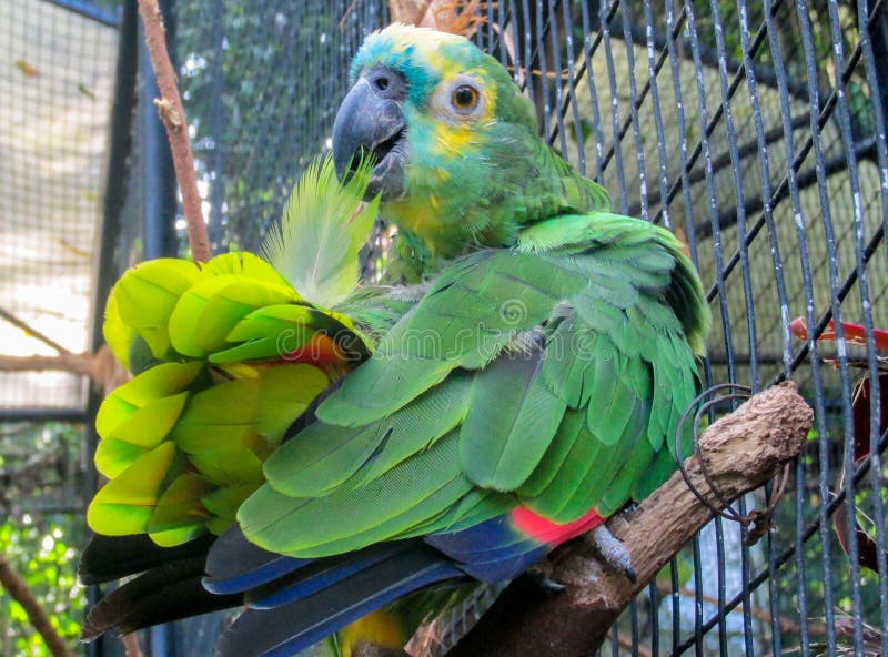 Green Parrot in the Zoo Cage Stock Photo - Image of branch, natural ...
