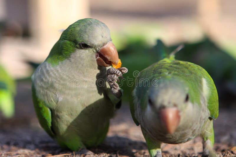 947 Little Green Parrots Stock Photos - Free & Royalty-Free Stock ...