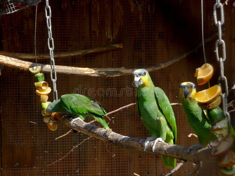 Green parrots stock photo. Image of tropical, color, fruits - 16769808