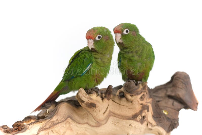 Green Parrots Kissing, Adobe Rgb Stock Photo - Image of spring, romance ...