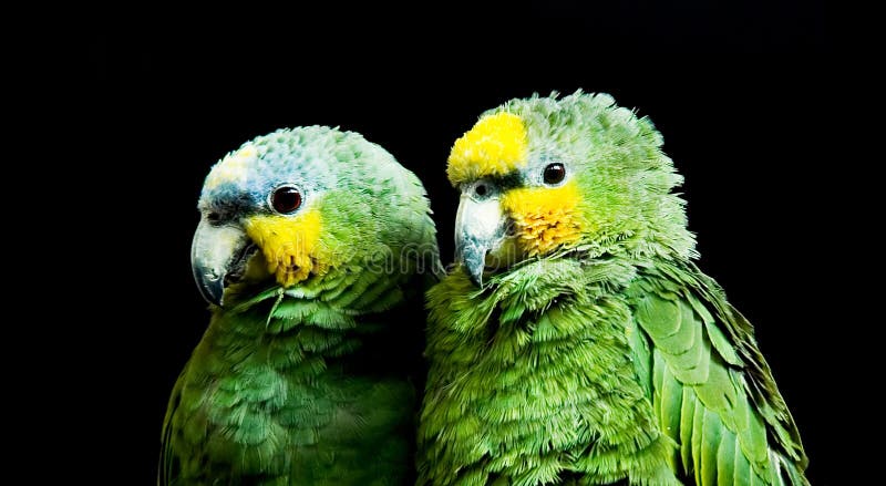 African Gray Parrot stock image. Image of nature, animal - 6470153