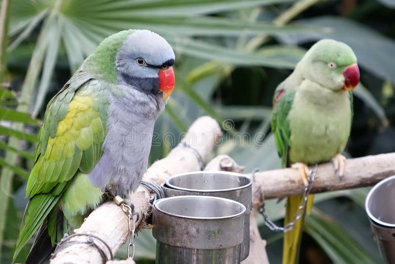 Green parrots stock image. Image of looks, coloured, cute - 82245231