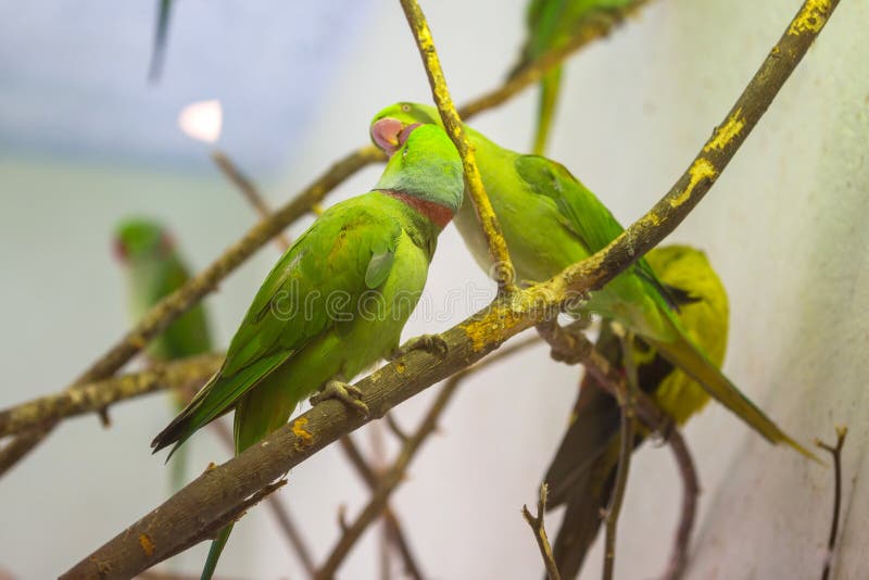Green Parrots Walking on Green Grass, Rome, Italy Selective Focus Stock ...