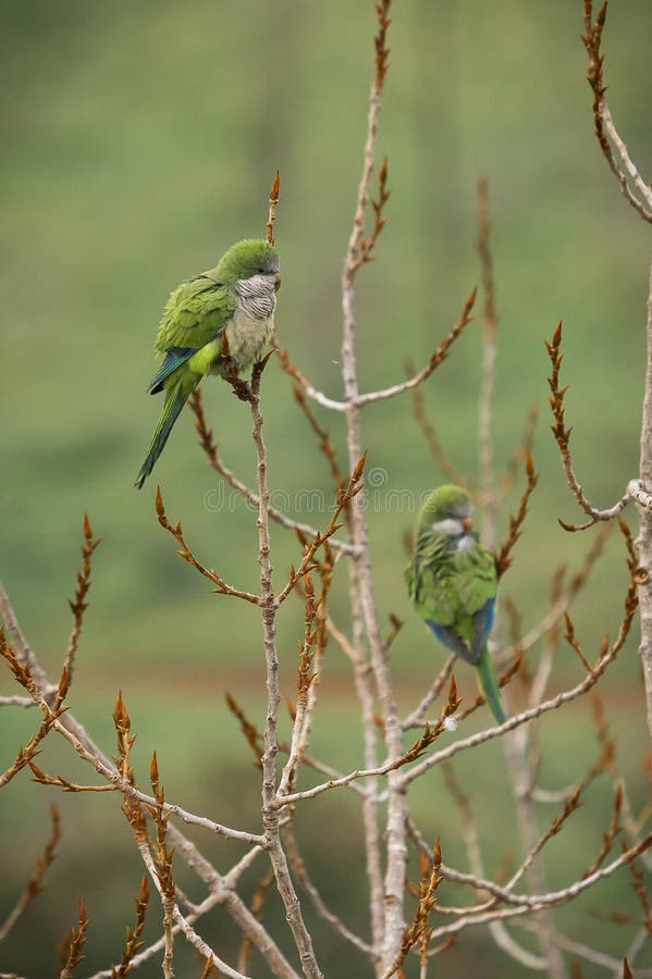 Green Parrots of Medium Size on a Bare Branch of a Winter Tree, Italy ...