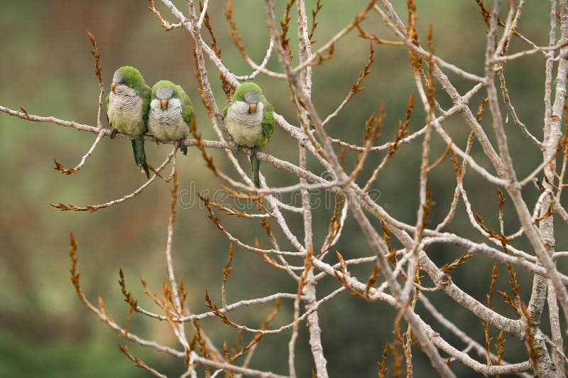 Green Parrots of Medium Size on a Bare Branch of a Winter Tree, Italy ...