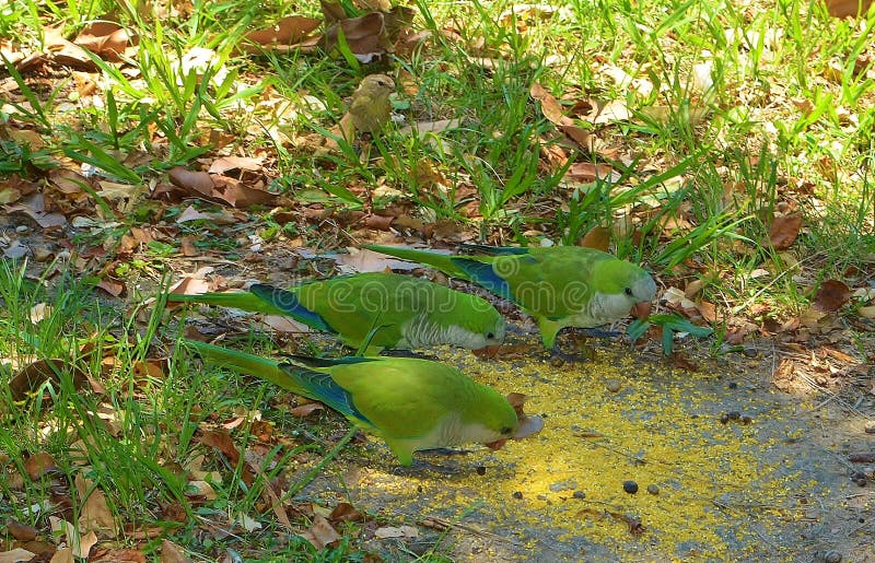 Green Parrots in a Park in Rio De Janeiro, Brazil Stock Image - Image ...