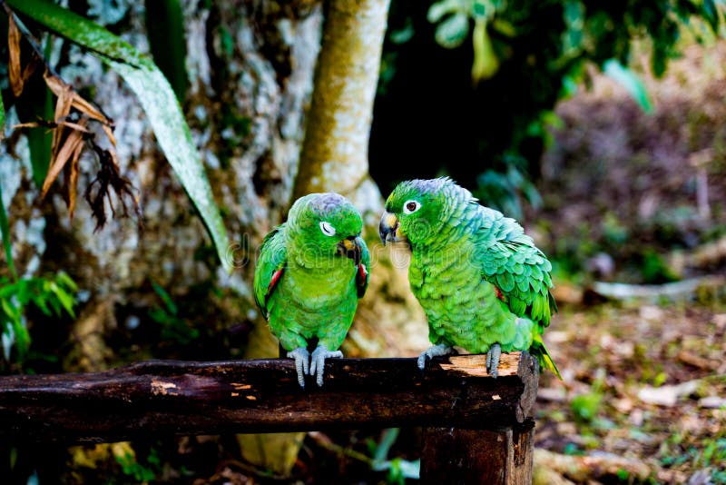 Wild Green Parrots Talking Closeup in Peruvian Amazon Iquitos Stock ...