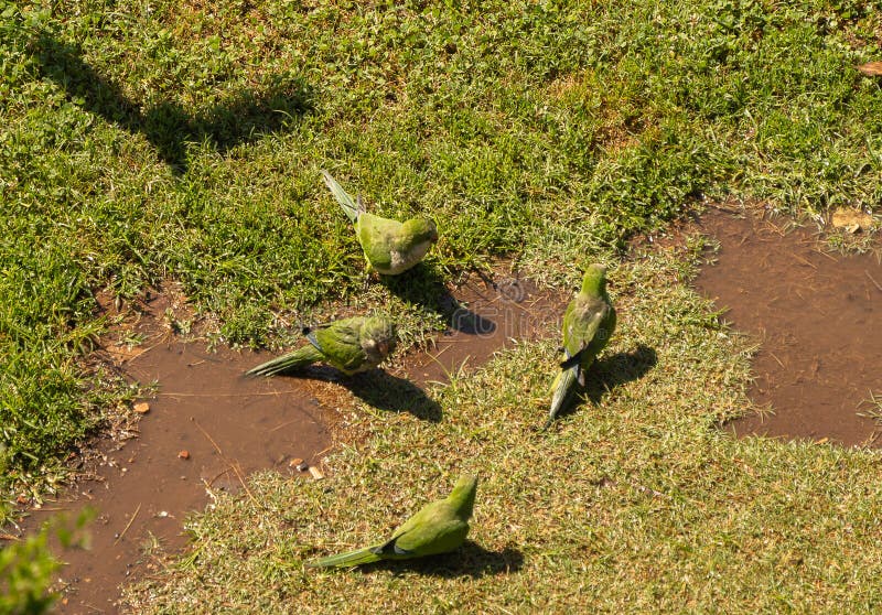 Green Parrots Swimming in a Puddle and Walking on Green Grass, Rome ...