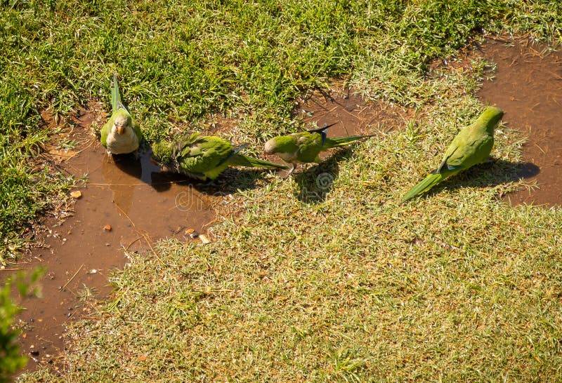 Green Parrots Swimming in a Puddle and Walking on Green Grass, Rome ...