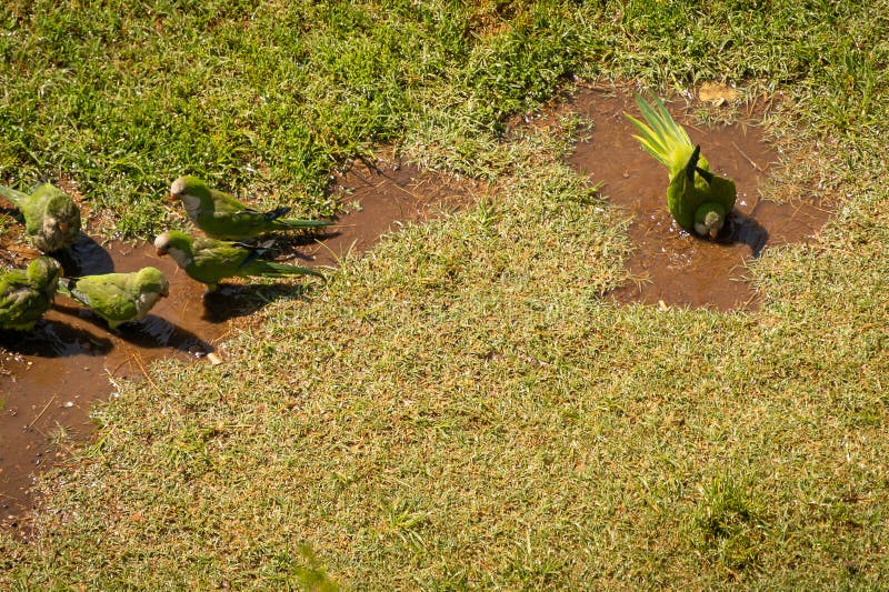 Green Parrots Swimming in a Puddle and Walking on Green Grass, Rome ...