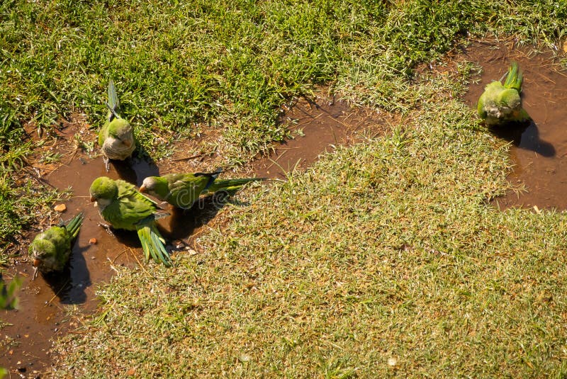 Green Parrots Swimming in a Puddle and Walking on Green Grass, Rome ...
