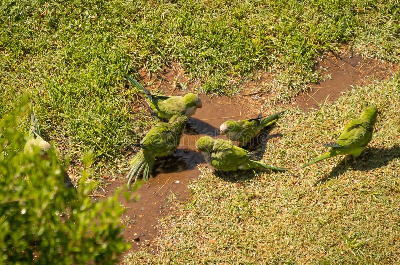 Green Parrots Swimming in a Puddle and Walking on Green Grass, Rome ...