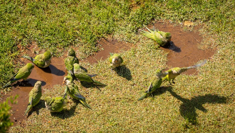 Green Parrots Swimming in a Puddle and Walking on Green Grass, Rome ...