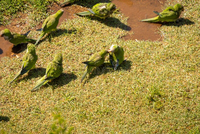 Green Parrots Swimming in a Puddle and Walking on Green Grass, Rome ...