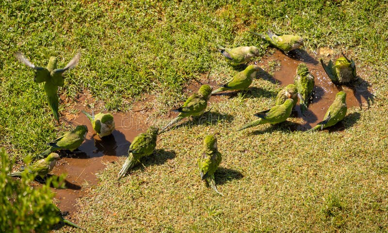 Green Parrots Swimming in a Puddle and Walking on Green Grass, Rome ...