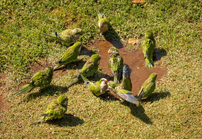 Green Parrots Swimming in a Puddle and Walking on Green Grass, Rome ...