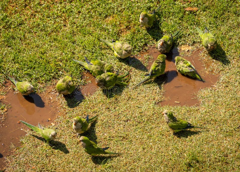 Green Parrots Swimming in a Puddle and Walking on Green Grass, Rome ...