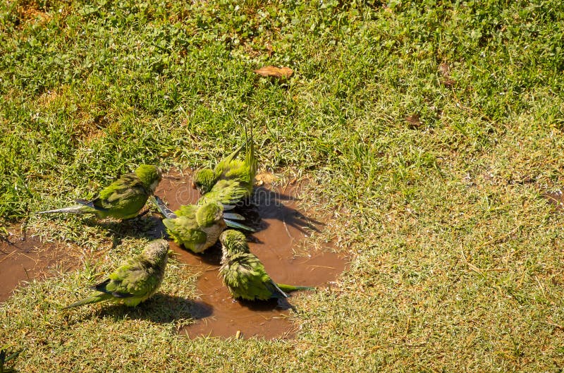 Green Parrots Swimming in a Puddle and Walking on Green Grass, Rome ...