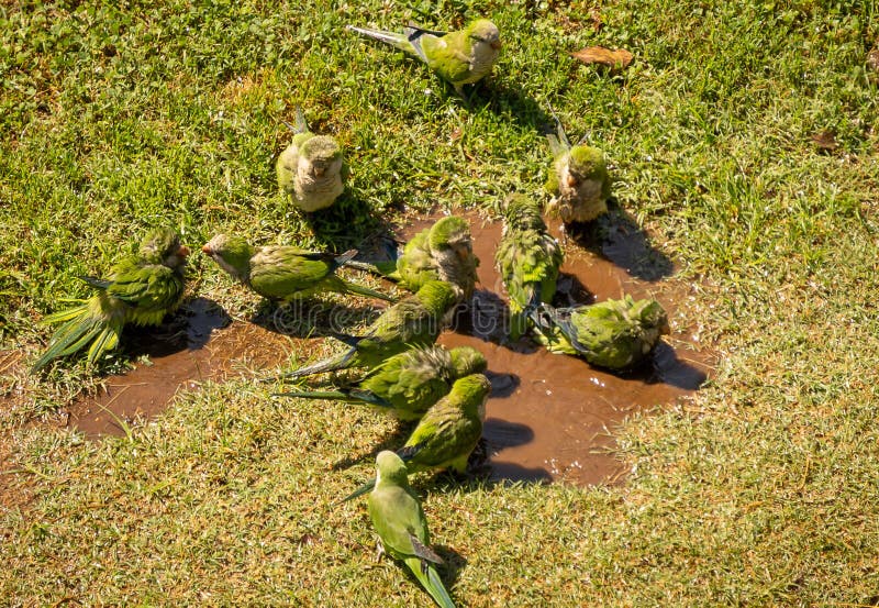 Green Parrots Swimming in a Puddle and Walking on Green Grass, Rome ...